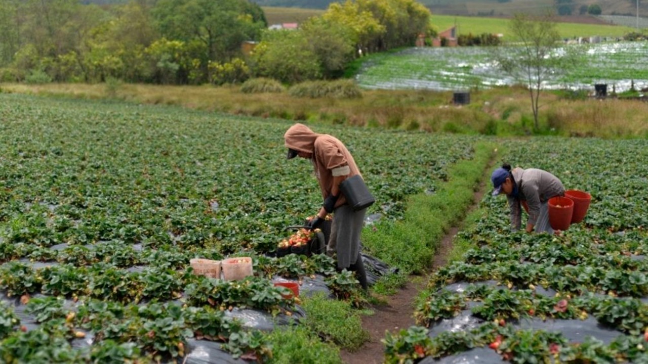 Pobreza monetaria en el sector rural disminuyó 4,6 puntos